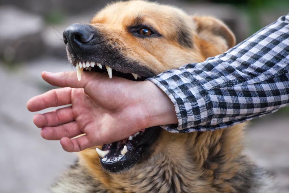 5 Tips To Prevent Dog Bites Oliver Animal Hospital 5 Tips To Prevent Dog Bites Oliver Animal Hospital
