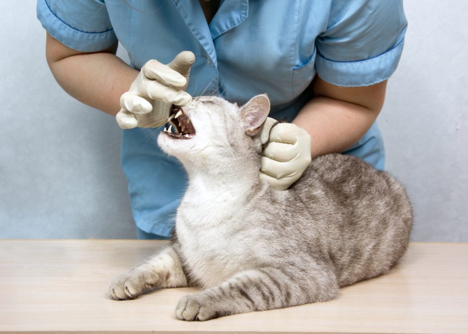 The Scoop on Cat Drooling: When to Worry - Oliver Animal Hospital